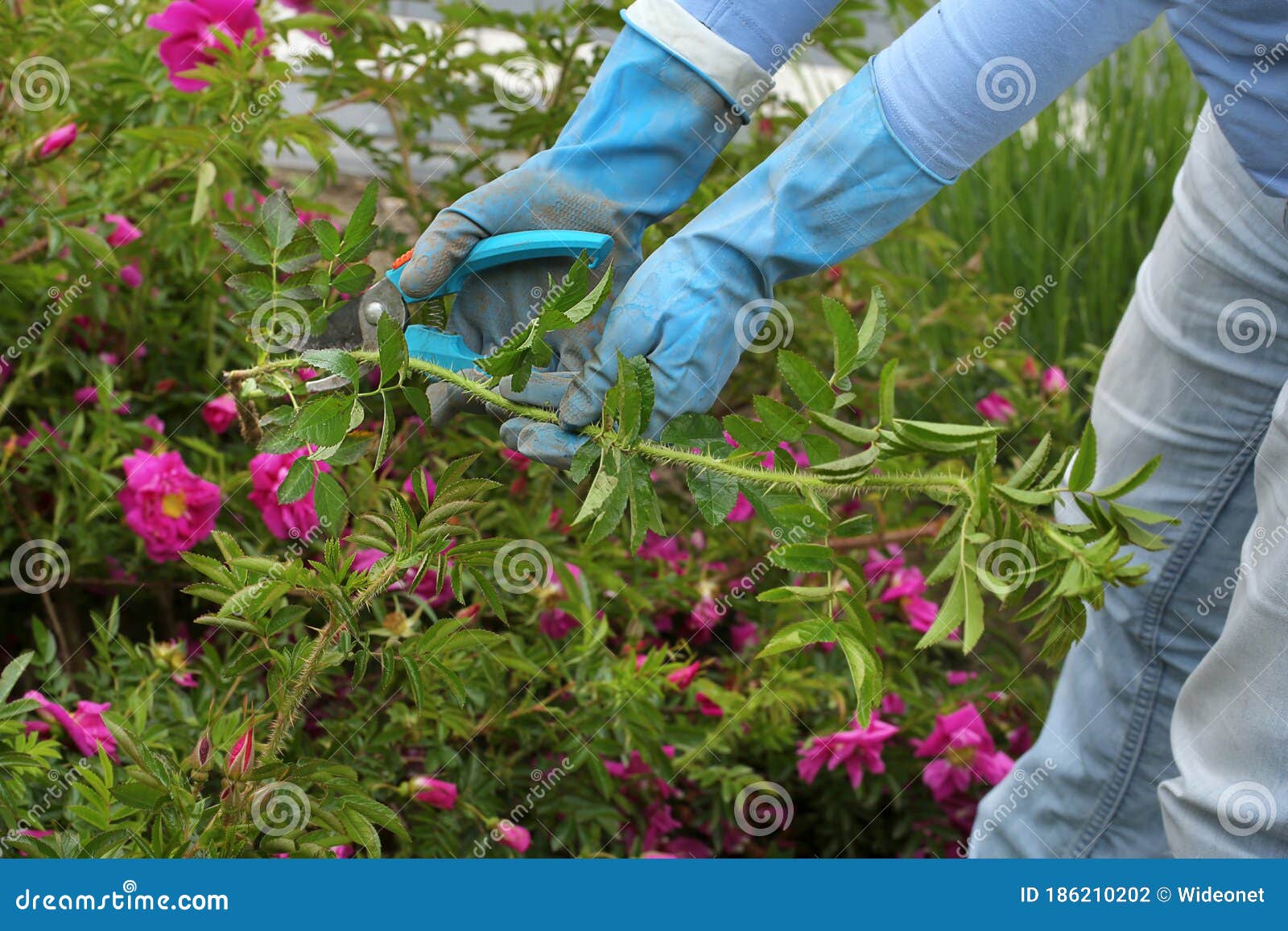 Woman Cuts a Wild Climber Roses with Pruning Shears Stock Photo - Image ...