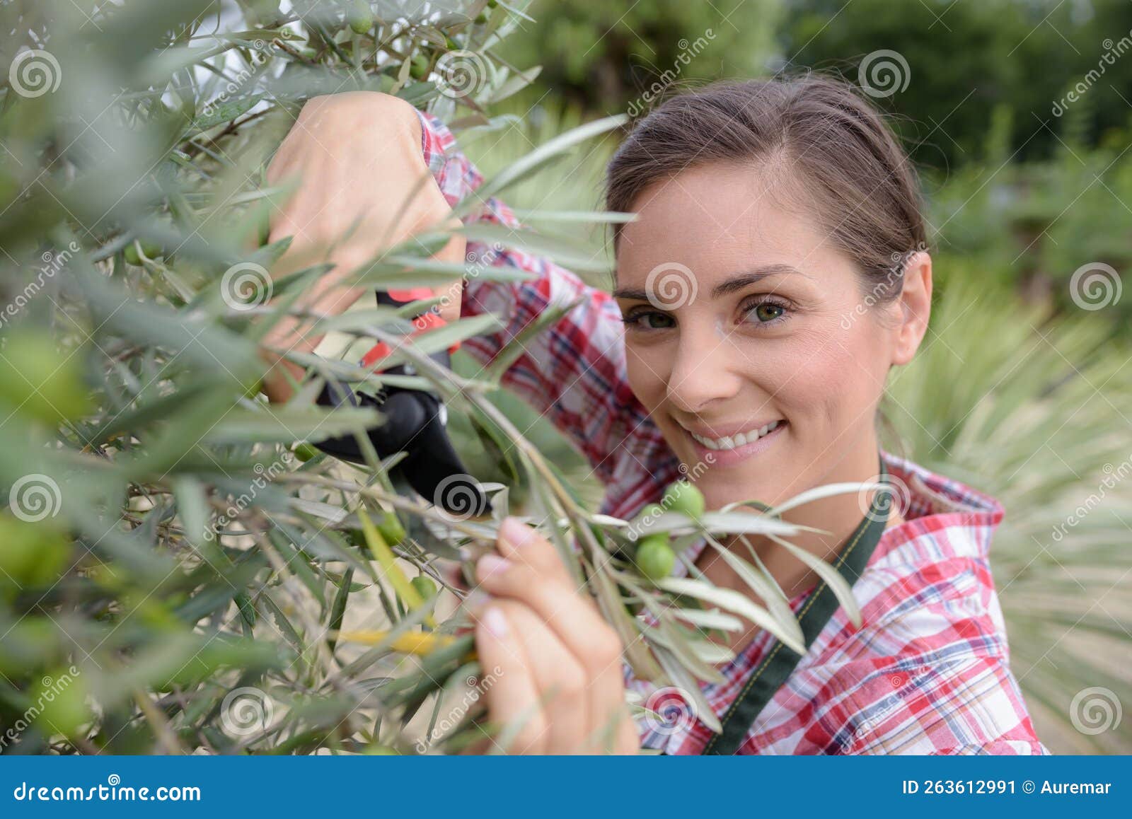 Woman Cutting Branches Tree Stock Image - Image of growing, soil: 263612991