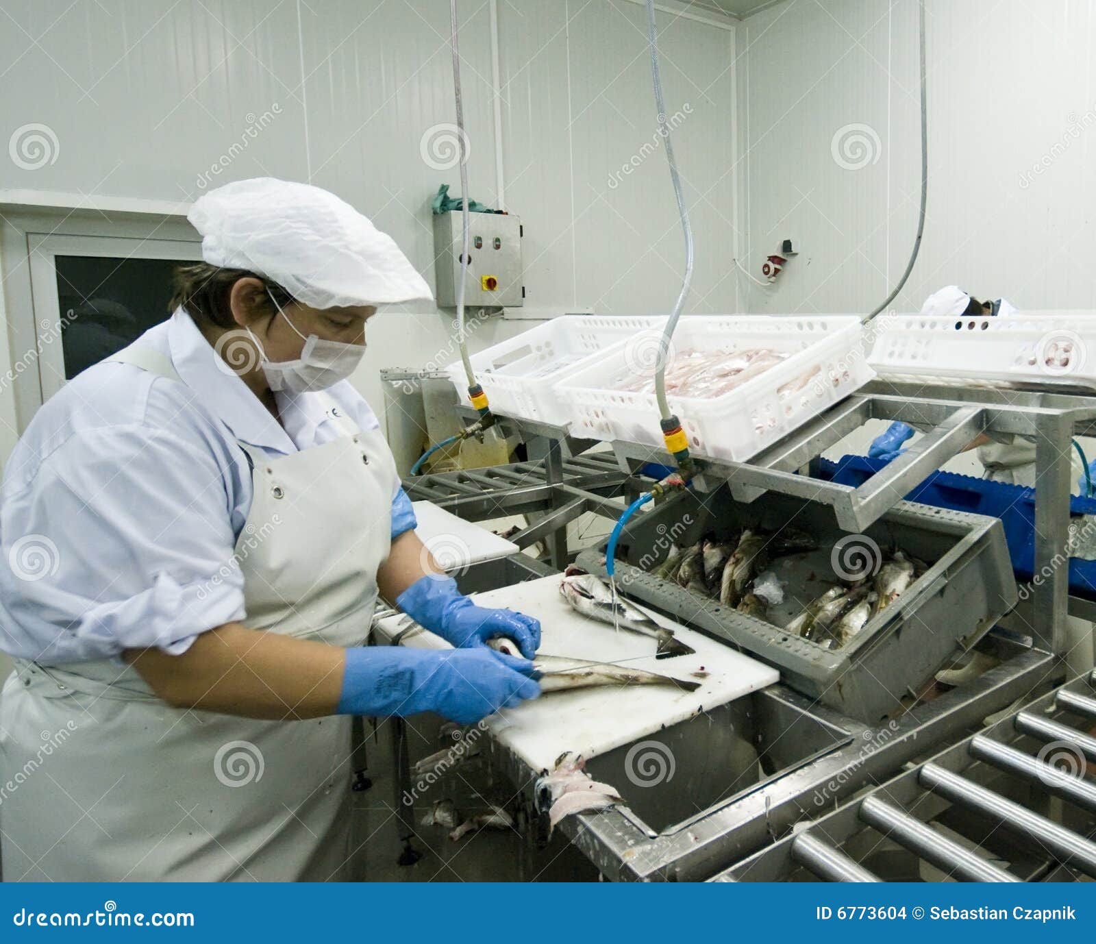 Woman cutting fish fillets stock photo. Image of cutter - 6773604