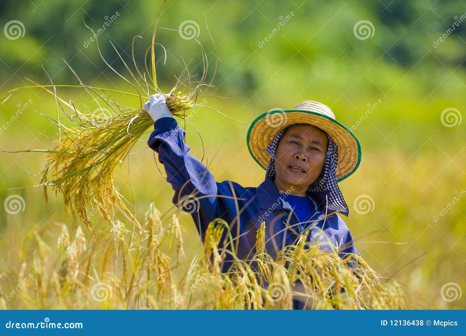 Woman cutting rice stock photo. Image of landscape, harvesting - 12136438