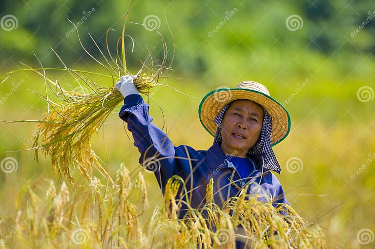Woman cutting rice stock photo. Image of landscape, harvesting - 12136438