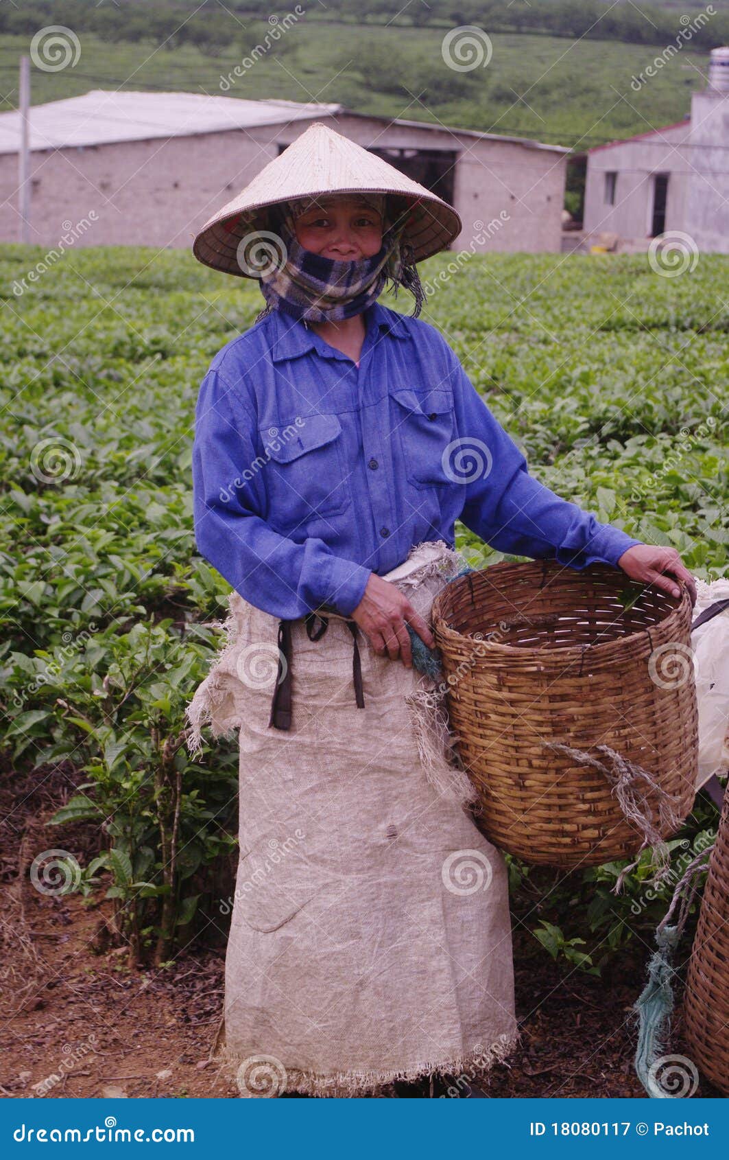 Woman cutting tea editorial photography. Image of asia - 18080117