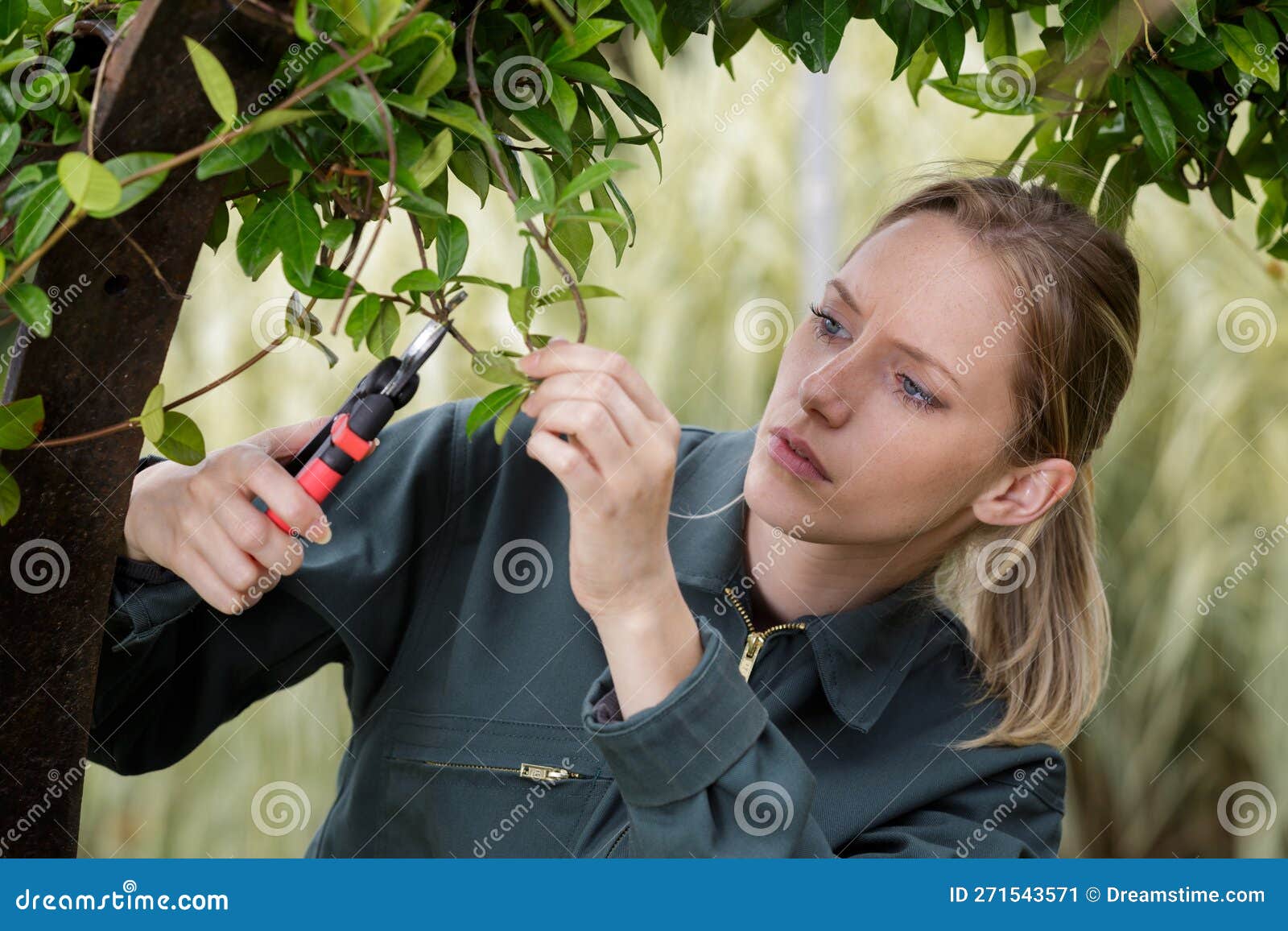Woman Cutting Tree in Garden Stock Image - Image of agriculture ...