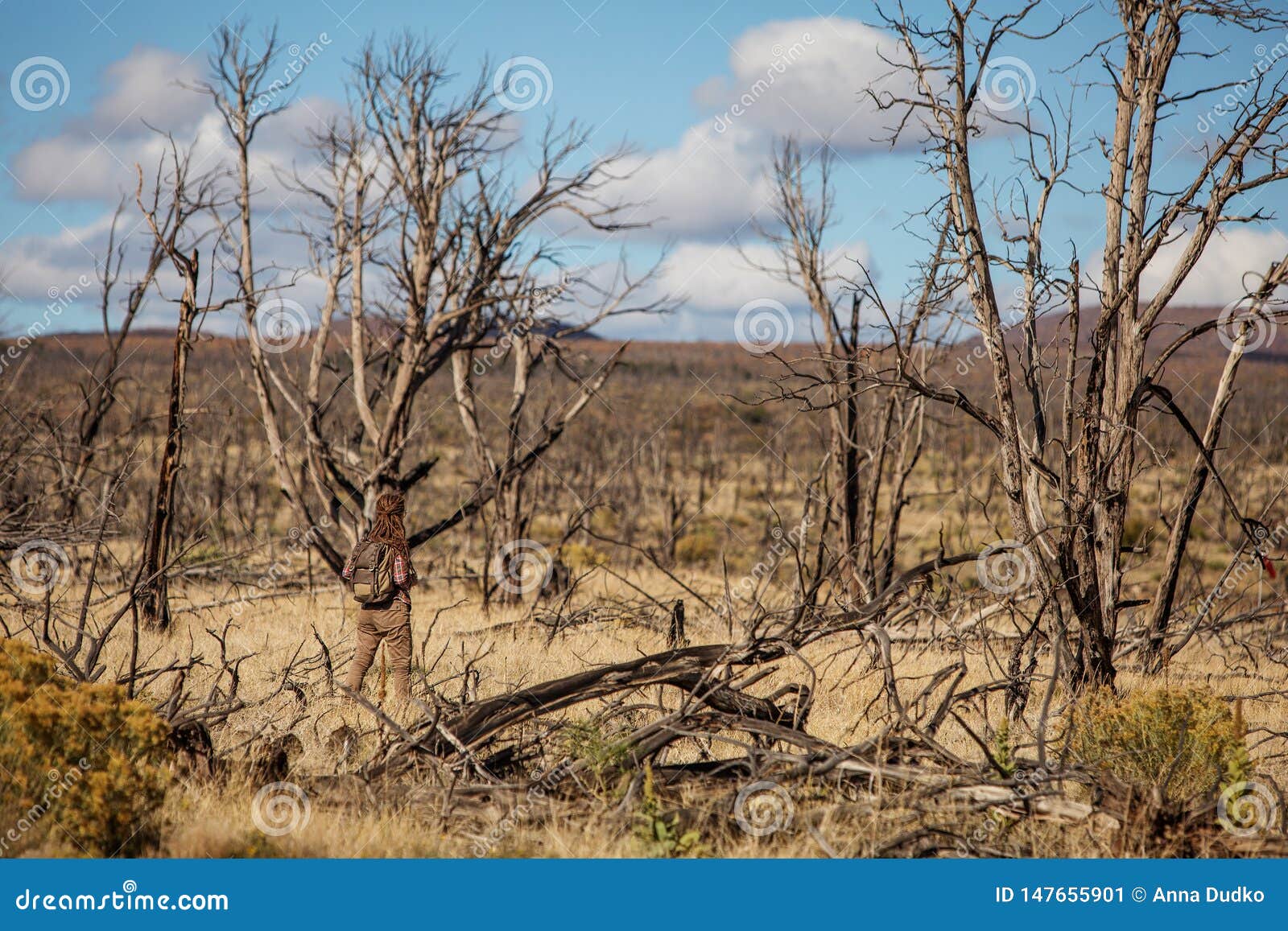 Woman in dead tree forest stock image. Image of forest - 147655901