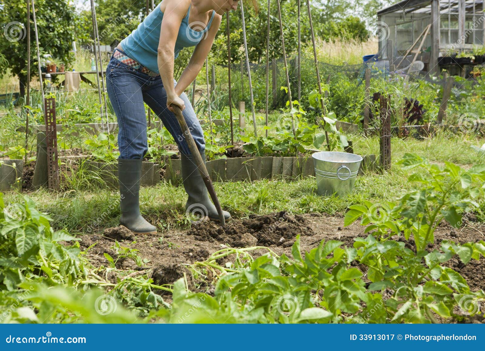 Woman Digging on an Allotment Stock Image - Image of caucasian, people ...