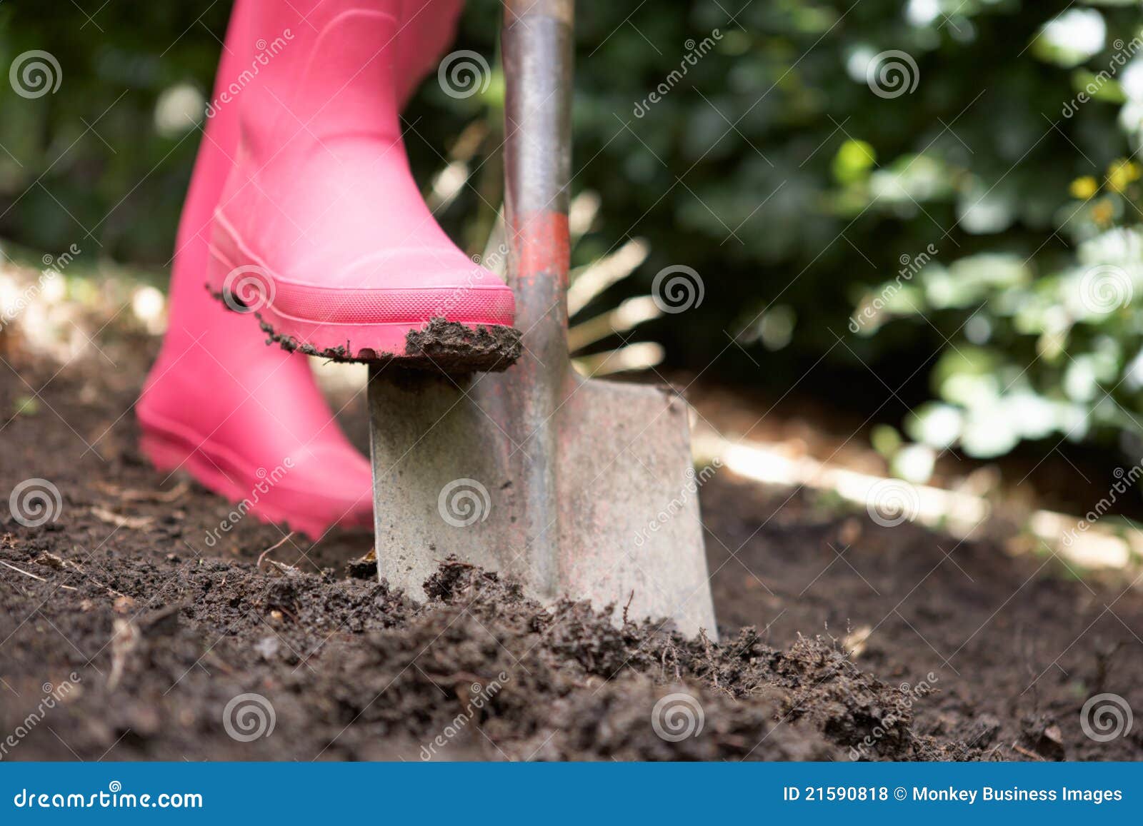 Woman digging in garden stock photo. Image of outdoors - 21590818