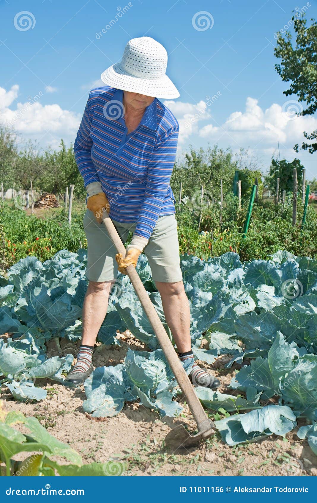 Woman is Digging with Hoe Cabbege Field Stock Photo - Image of branch ...