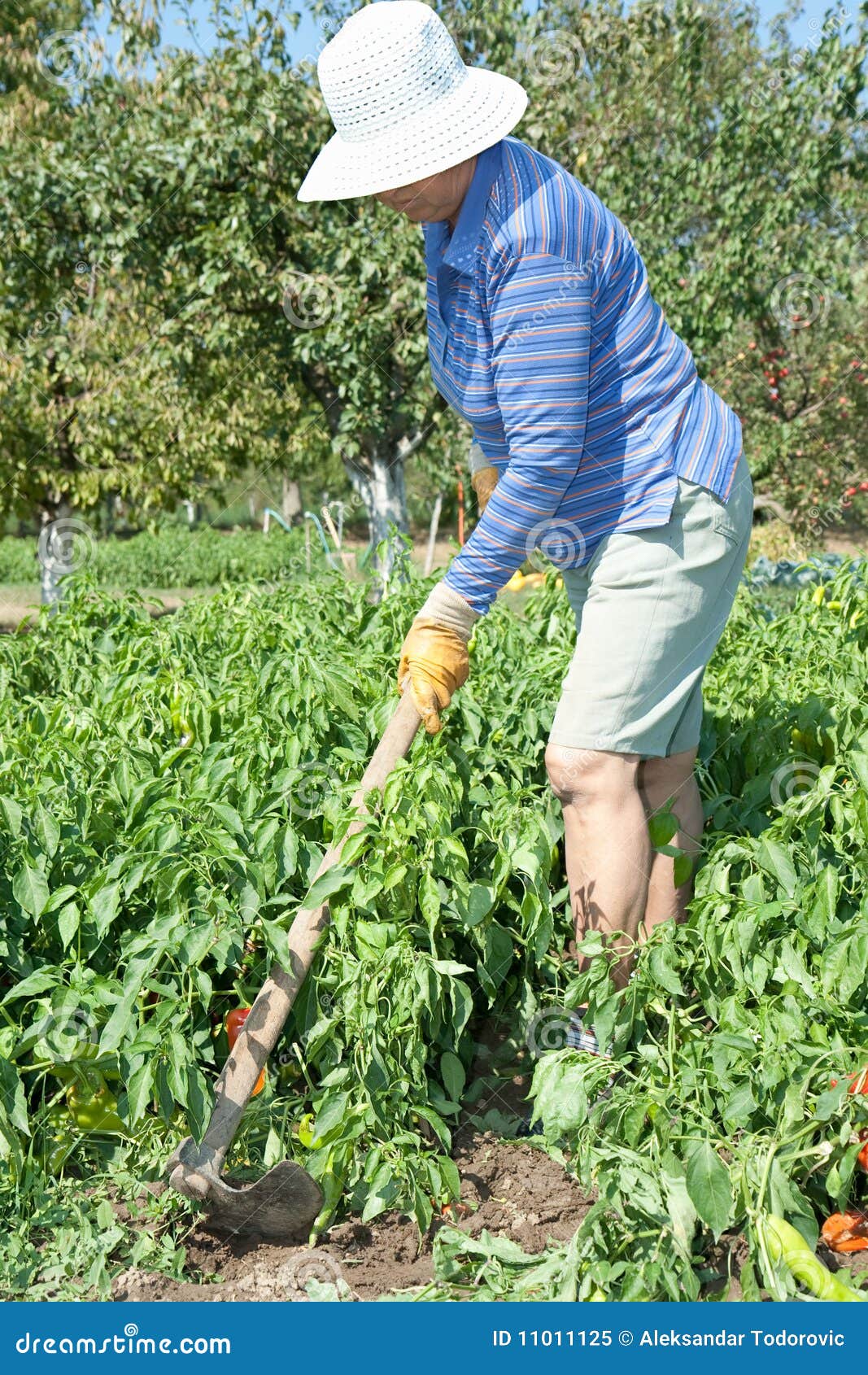 Woman is Digging with Hoe Field Paprika Stock Image - Image of ...
