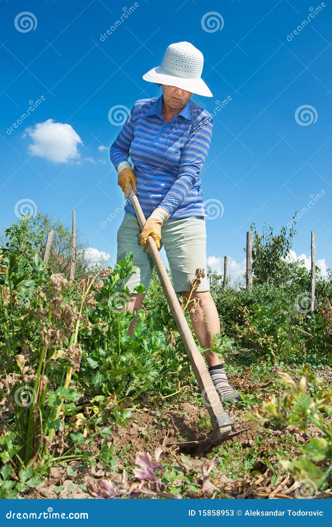 Woman is Digging with Hoe in the Garden Stock Image - Image of farmland ...