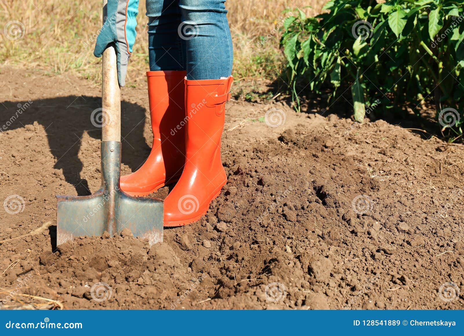 Woman Digging Soil with Shovel Outdoors Stock Image - Image of ...