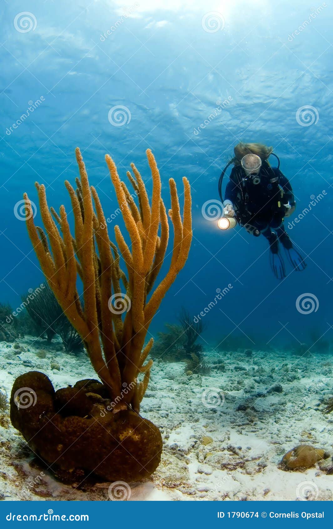Woman Diver Pointing Light at Caribbean Soft Coral Stock Photo - Image ...