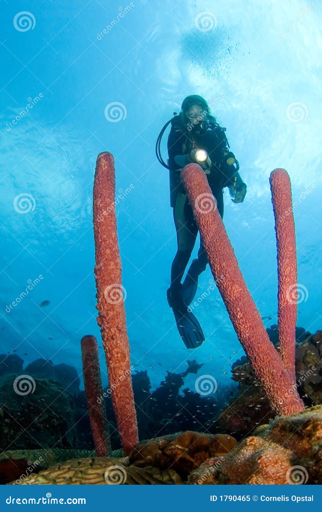 Woman Diver Pointing Light at Caribbean Sponge Stock Image - Image of ...