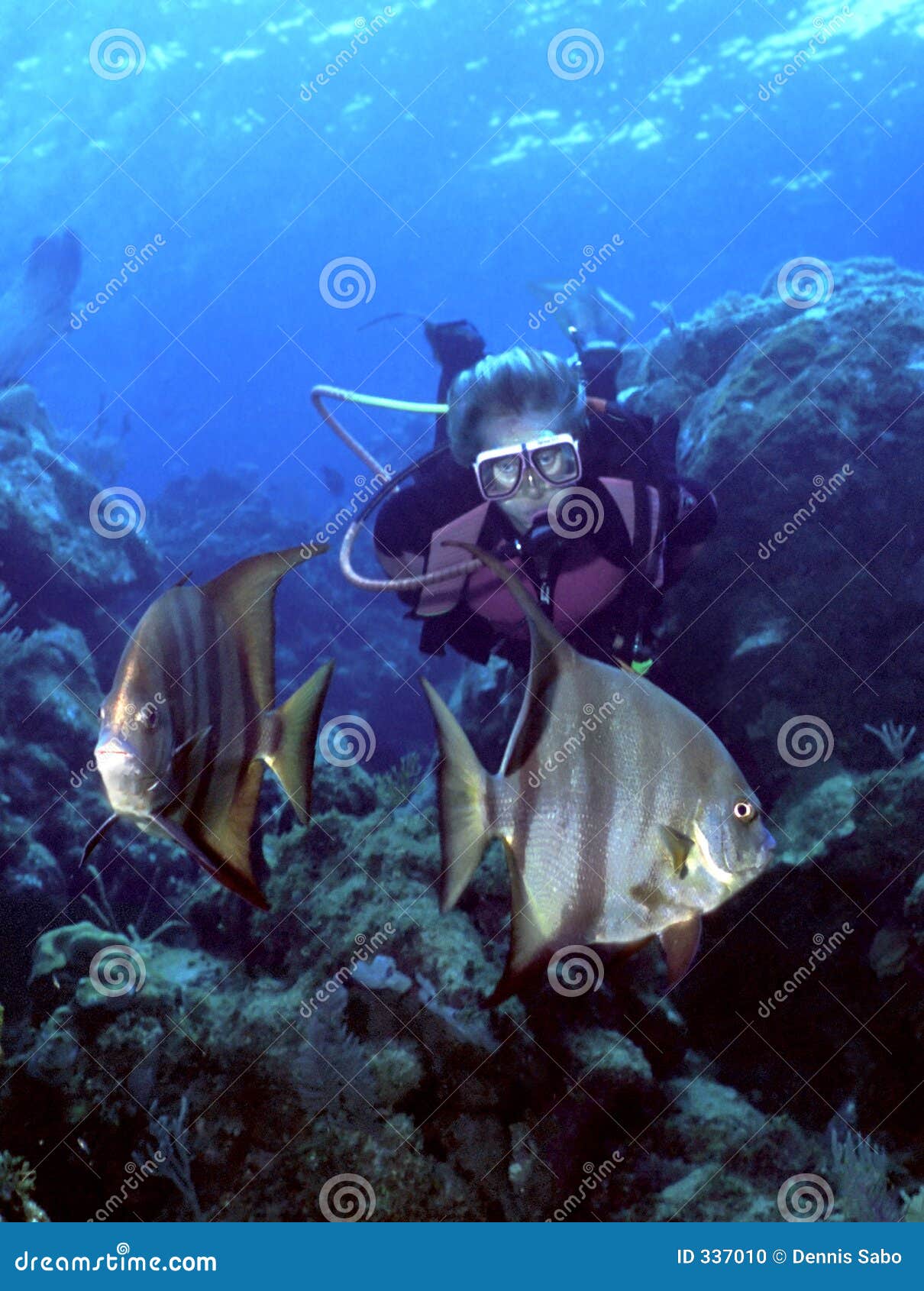 Woman diver and Spadefish stock photo. Image of diver, life - 337010