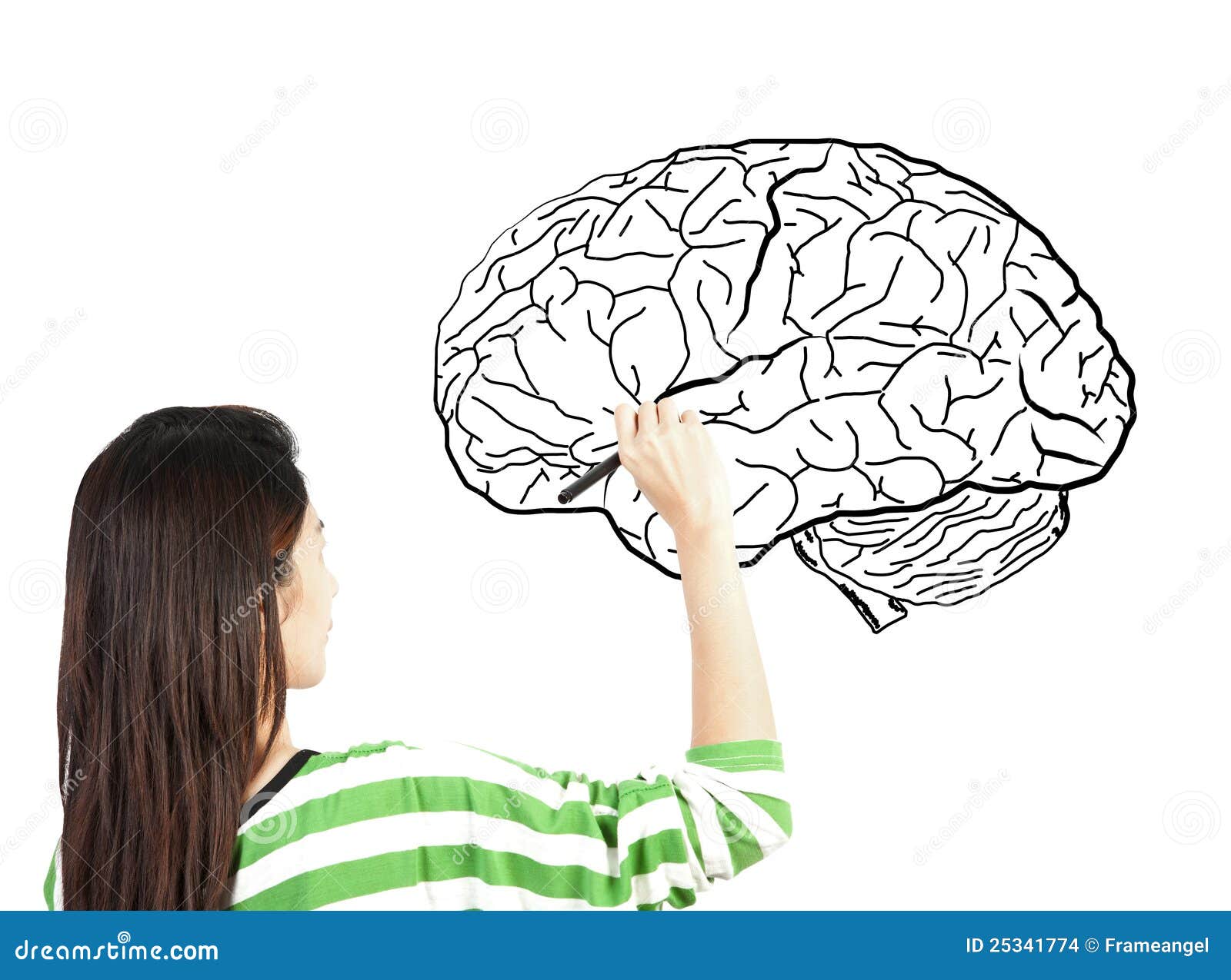 Woman Drawing Human Brain Diagram Stock Photo - Image of attractive ...