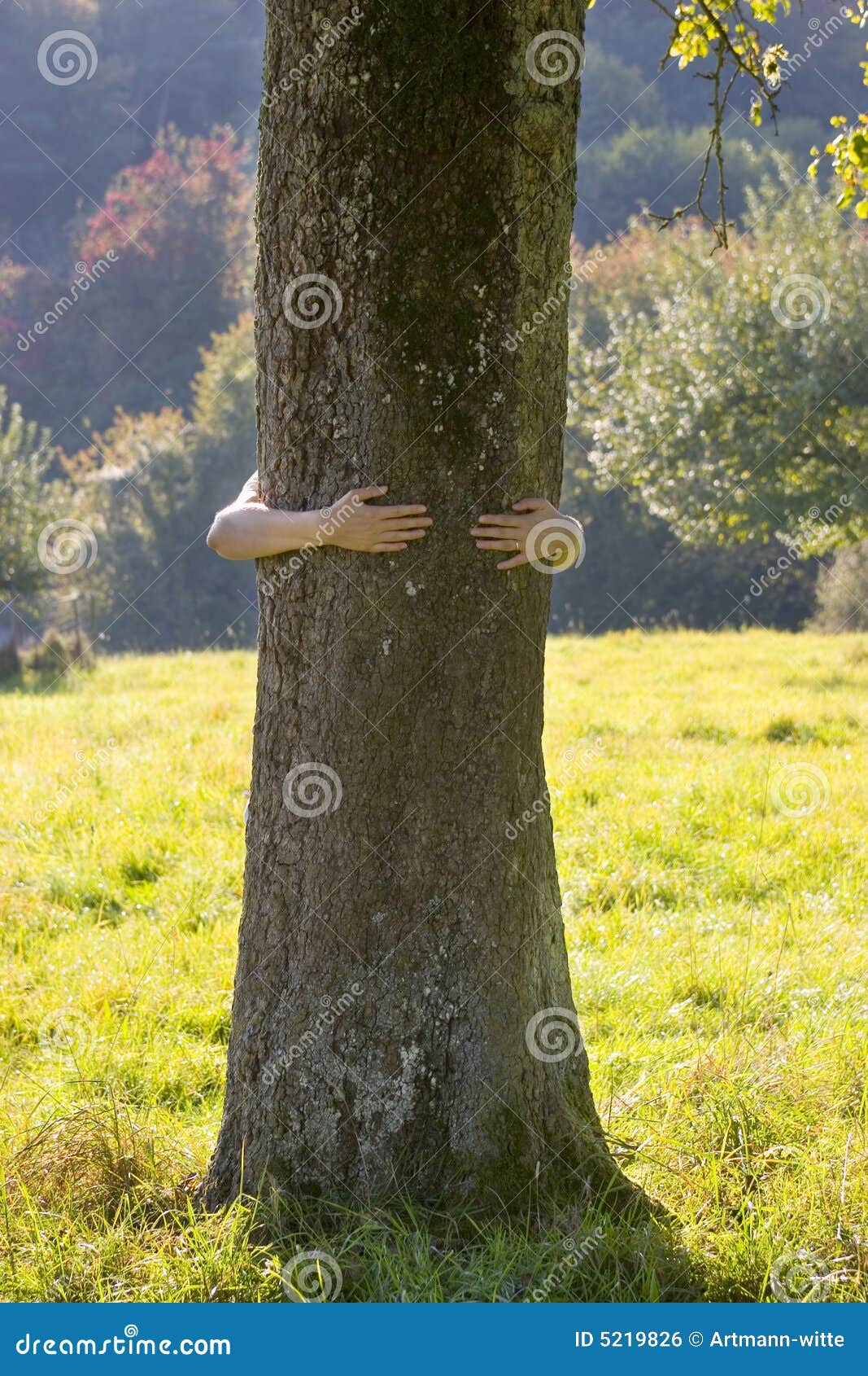 Woman embracing a tree stock photo. Image of person, nature - 5219826