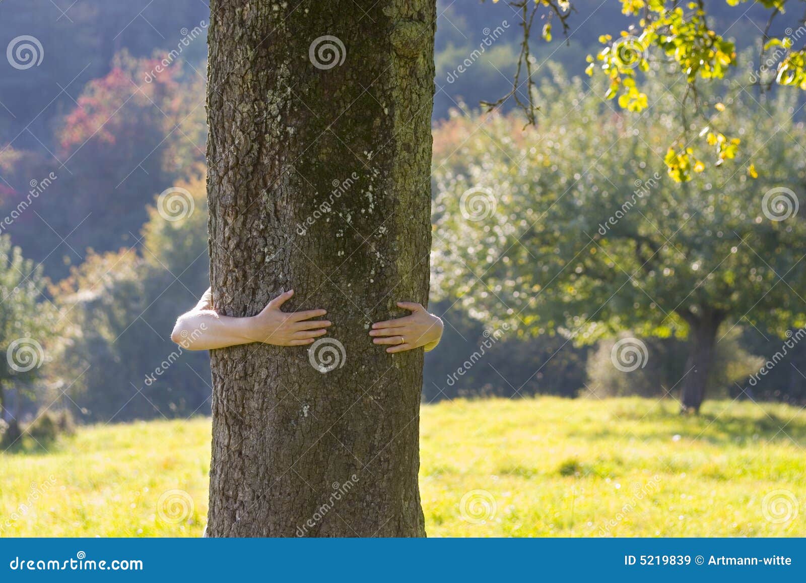 Woman embracing a tree stock image. Image of green, tree - 5219839