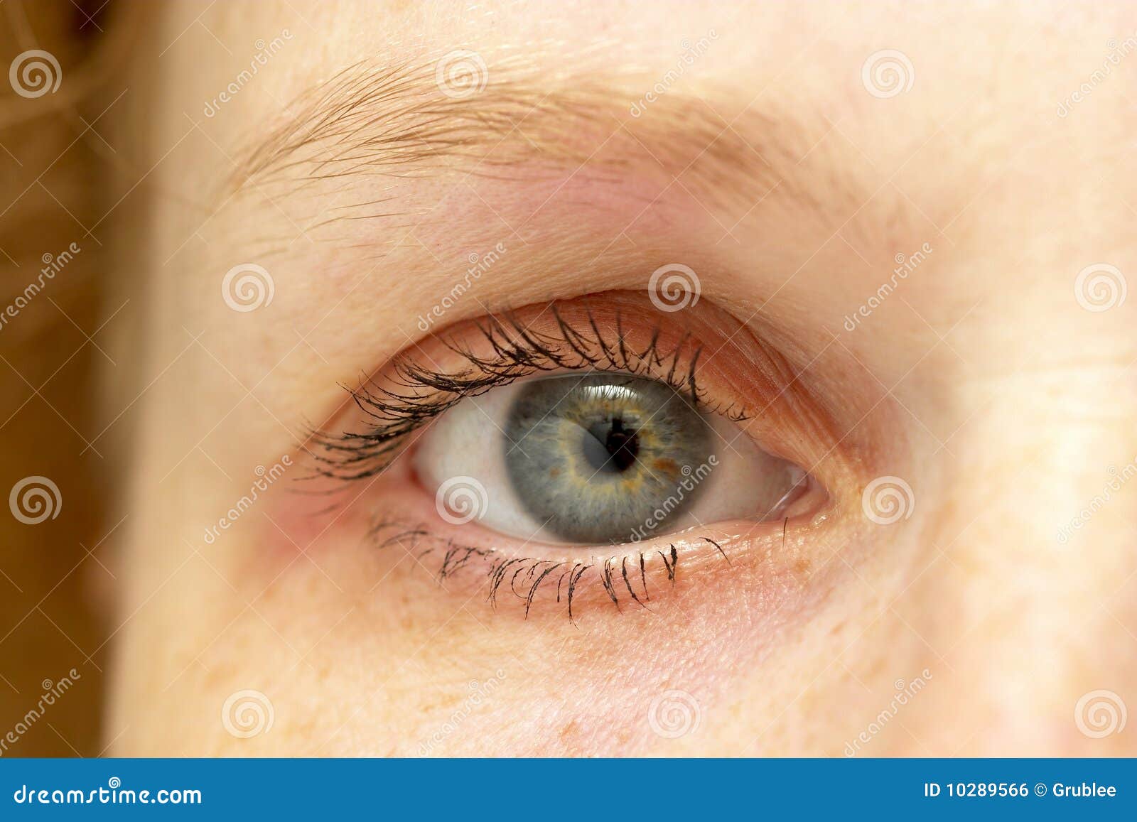 Woman eye stock photo. Image of lens, eyebrow, grey, lady - 10289566