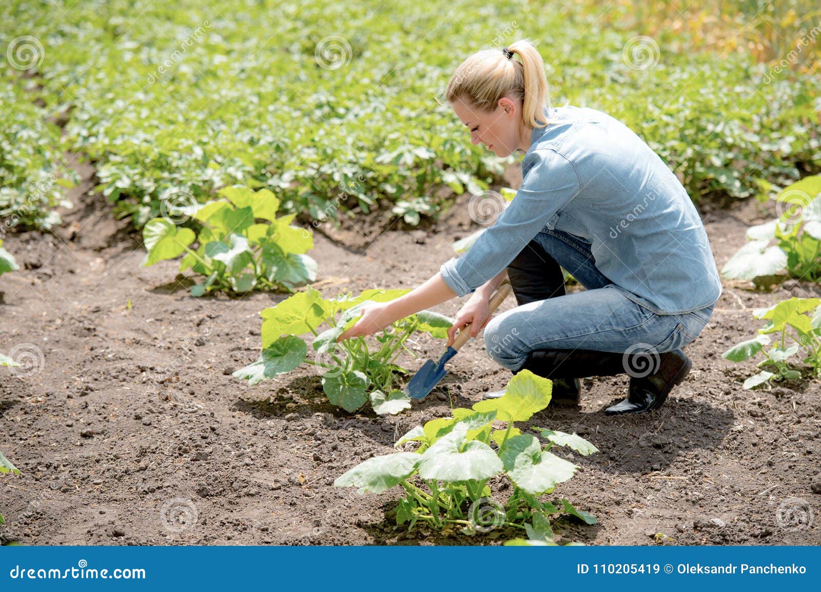 Woman Farm Worker Caring for the Growing Crop Stock Image - Image of ...