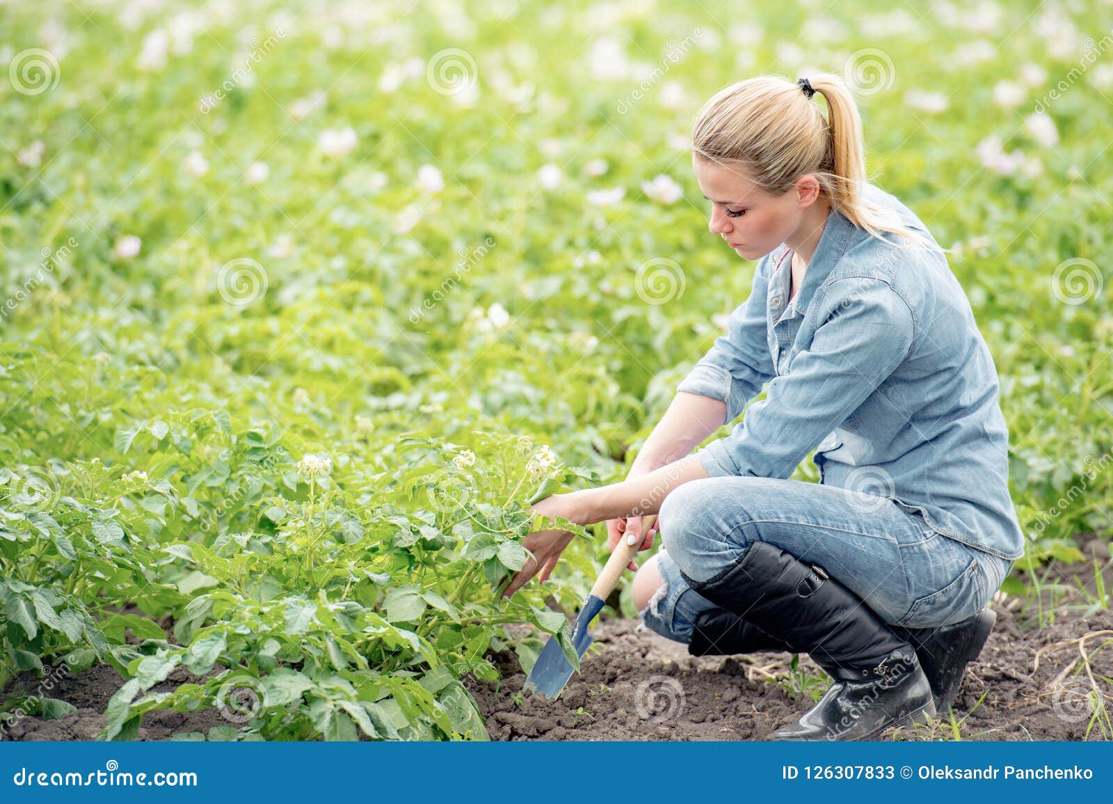 Woman Farm Worker Caring for the Growing Crop Stock Image - Image of ...