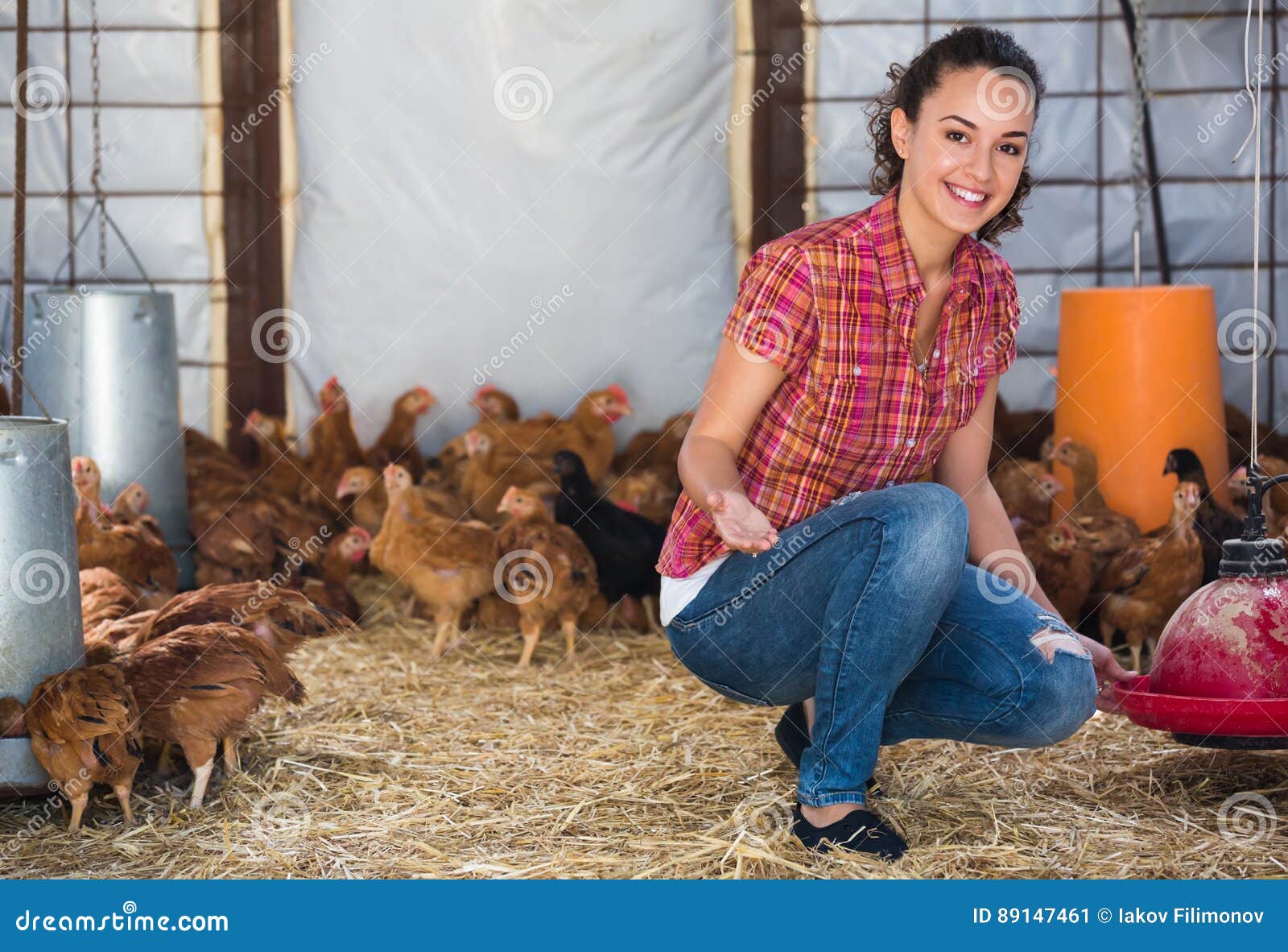 Woman Farmer Feeding Chickens Inside of Coop Stock Image - Image of ...
