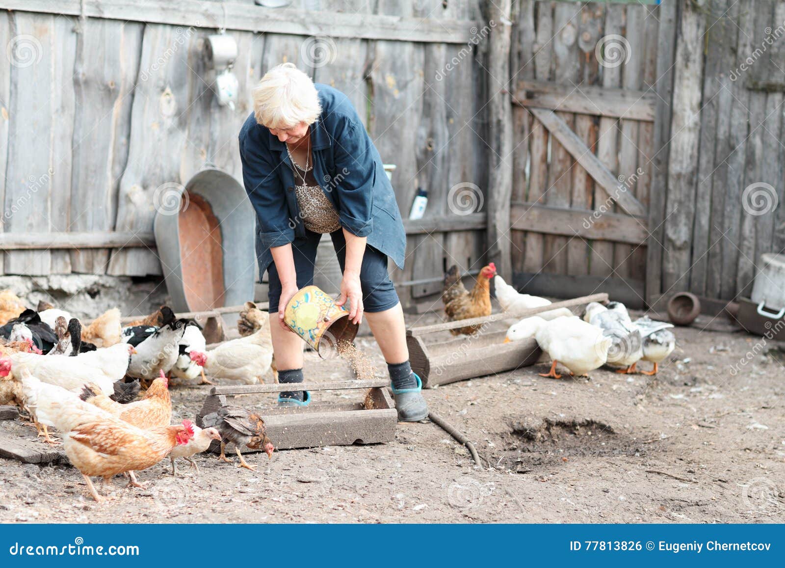 Woman Farmer Feeds Chickens and Geese Stock Photo - Image of life ...