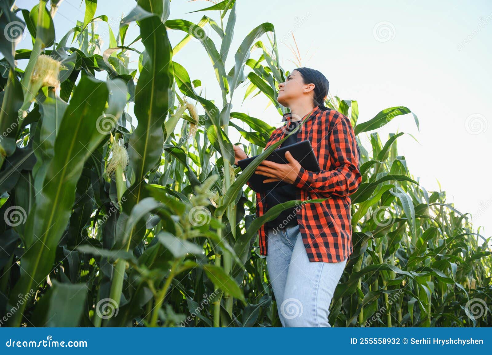 Woman Farmer in a Field of Corn Cobs Stock Photo - Image of girl ...