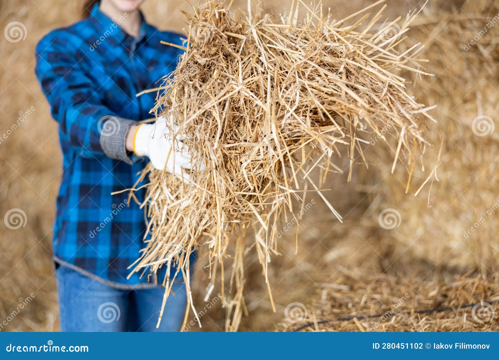 Woman Farmer Holding Bunch of Hay Stock Photo - Image of professional ...