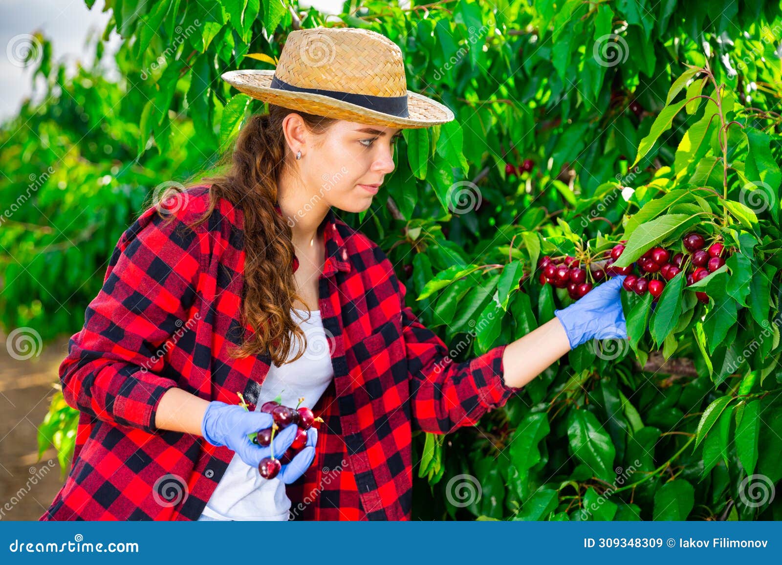 Woman Farmer Picking Red Cherries In Fruit Garden Stock Image Image