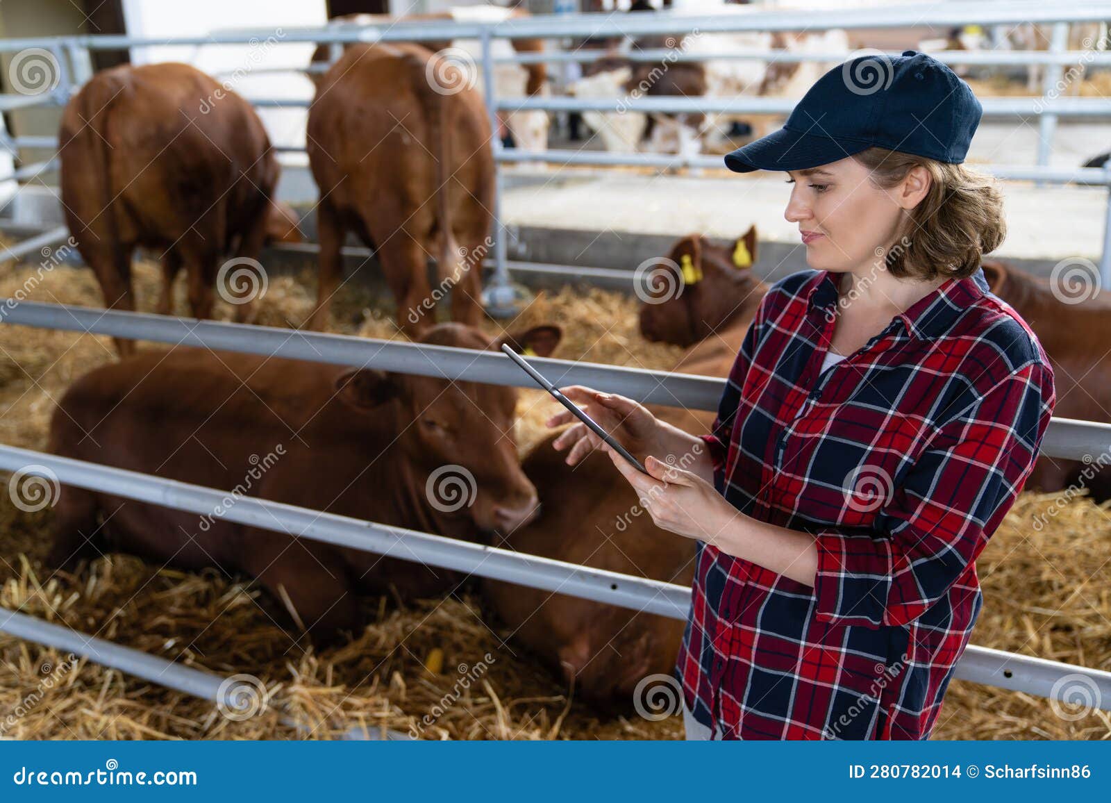 Woman Farmer with Tablet at a Dairy Farm. Stock Photo - Image of ...