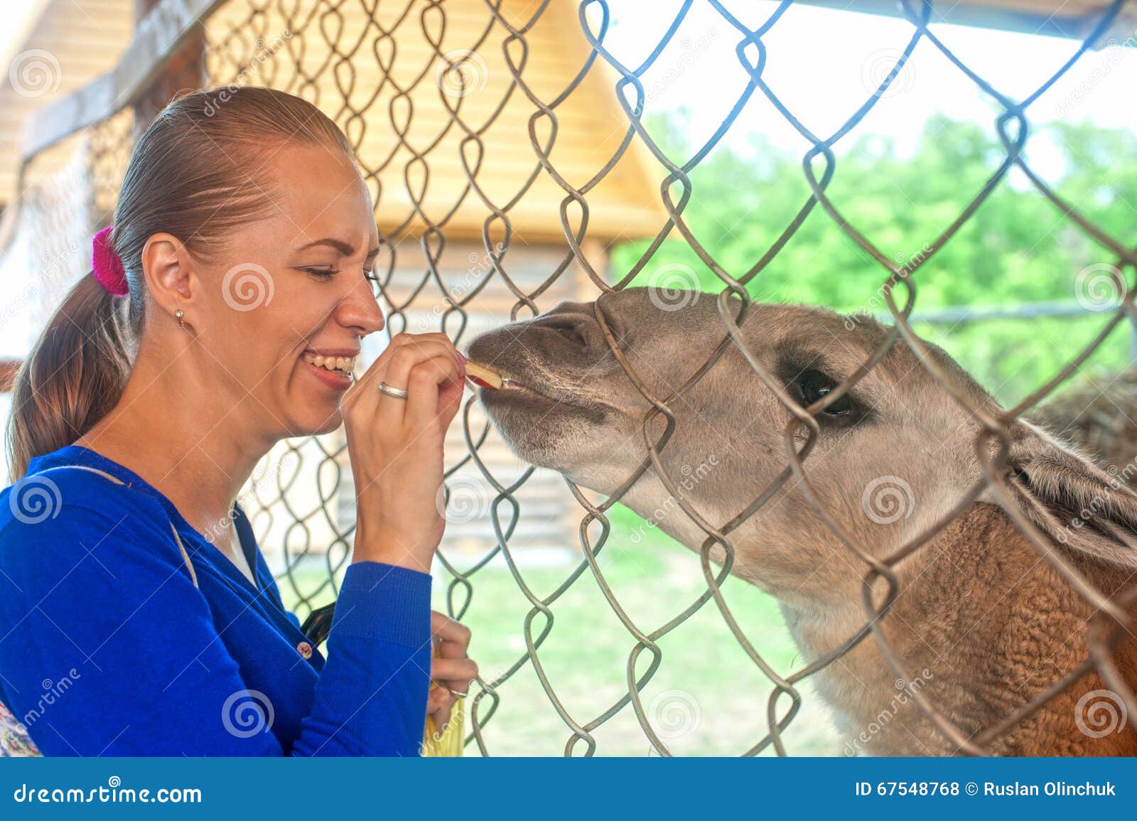 Woman feeding lama stock photo. Image of lama, lifestyle - 67548768