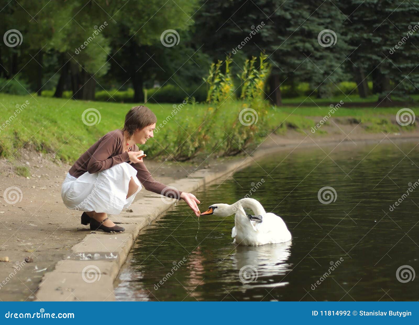 Woman feeding swan stock photo. Image of water, smiling - 11814992