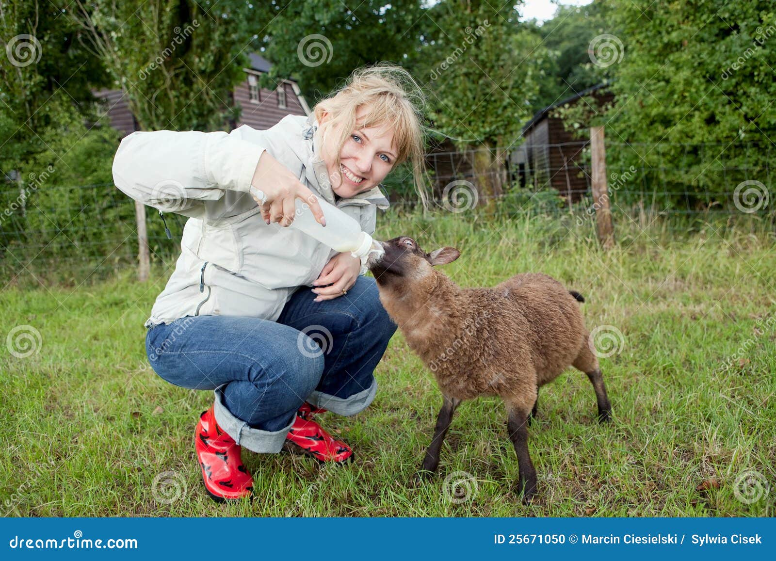 Woman feeding young sheep stock photo. Image of nature - 25671050