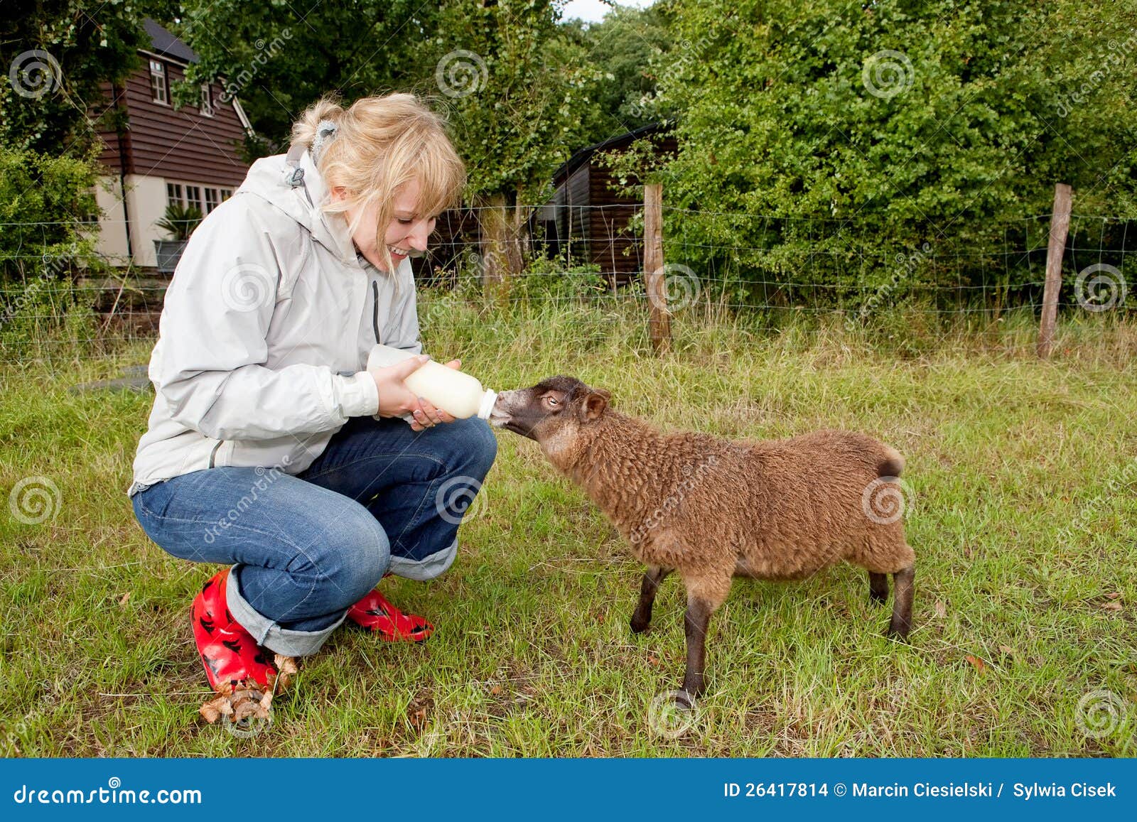 Woman feeding young sheep stock photo. Image of feed - 26417814