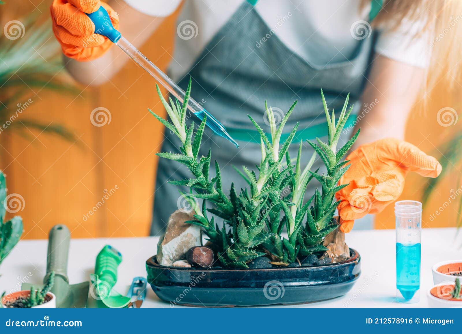 Woman Fertilizing Plants on the Table at Home Stock Photo - Image of ...