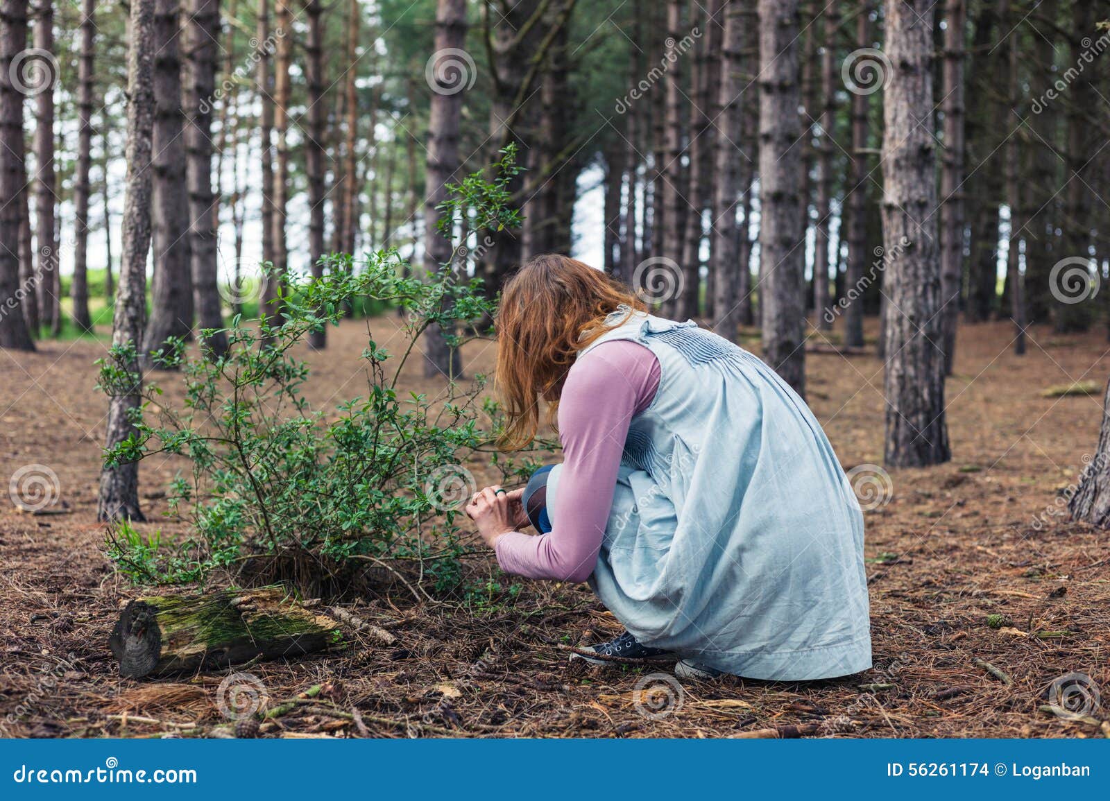 Woman foraging in forest stock photo. Image of woman - 56261174