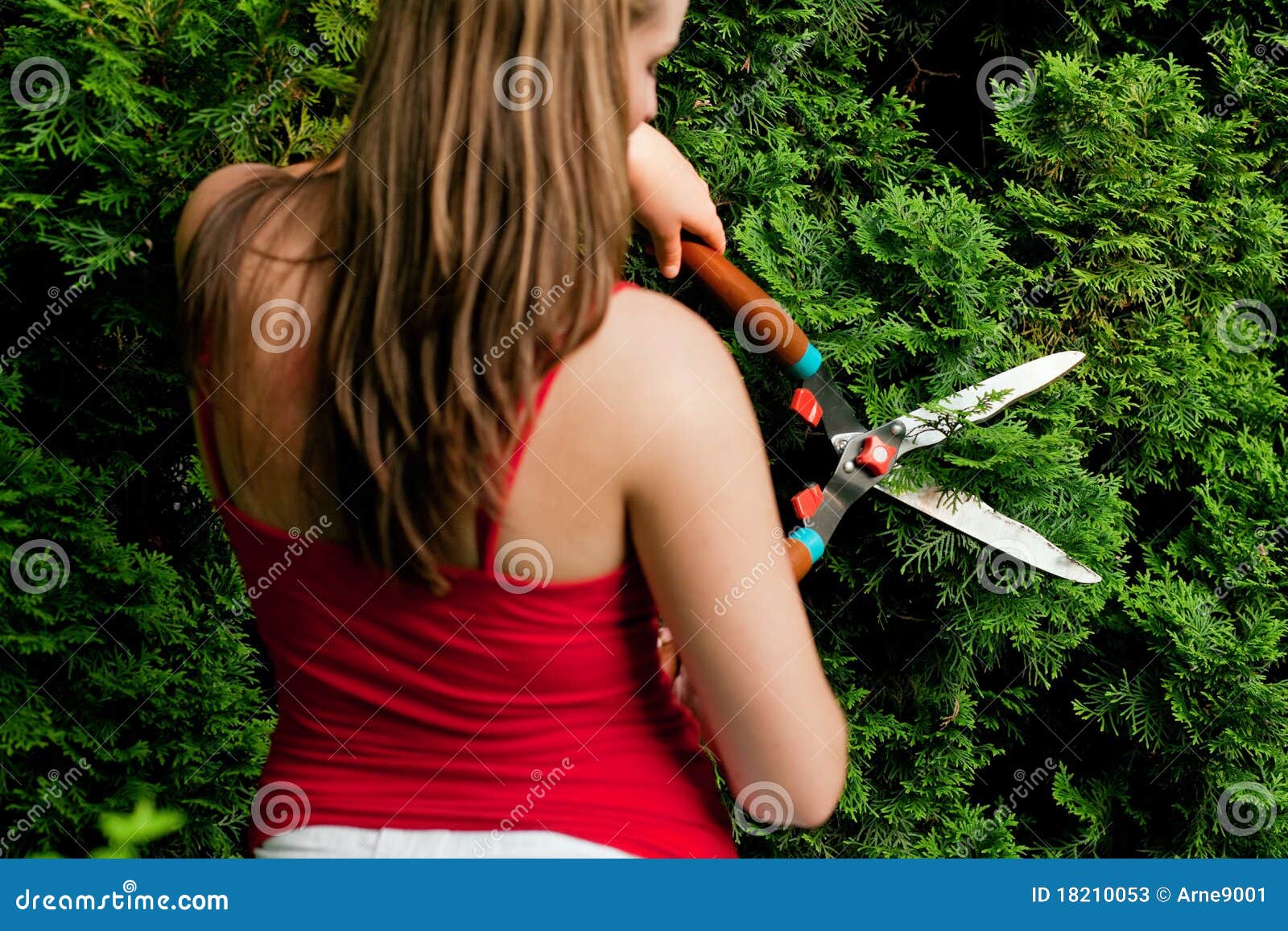Woman in Garden Trimming Hedge Stock Image - Image of plant, girl: 18210053