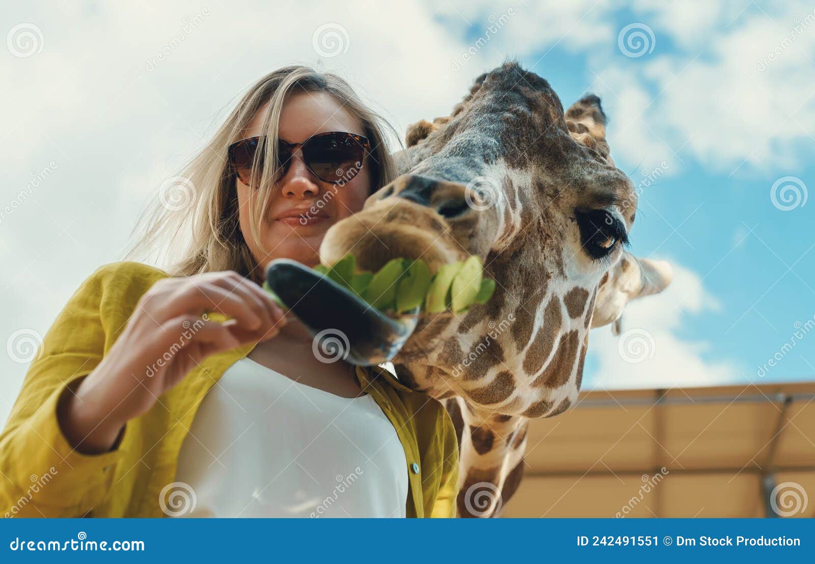 Woman and giraffe stock image. Image of feeding, portrait - 242491551