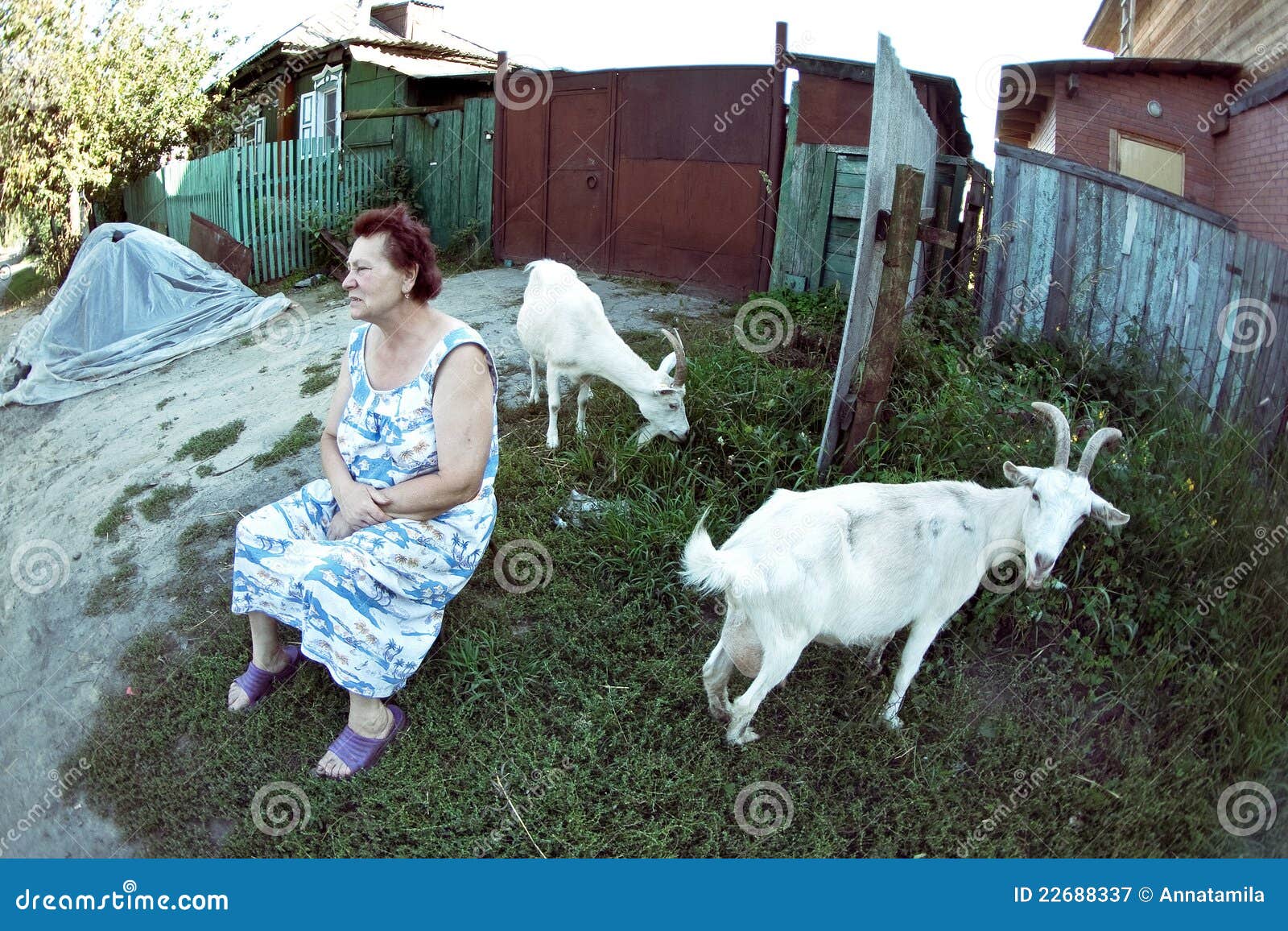 A woman and the goats editorial photography. Image of goat - 22688337