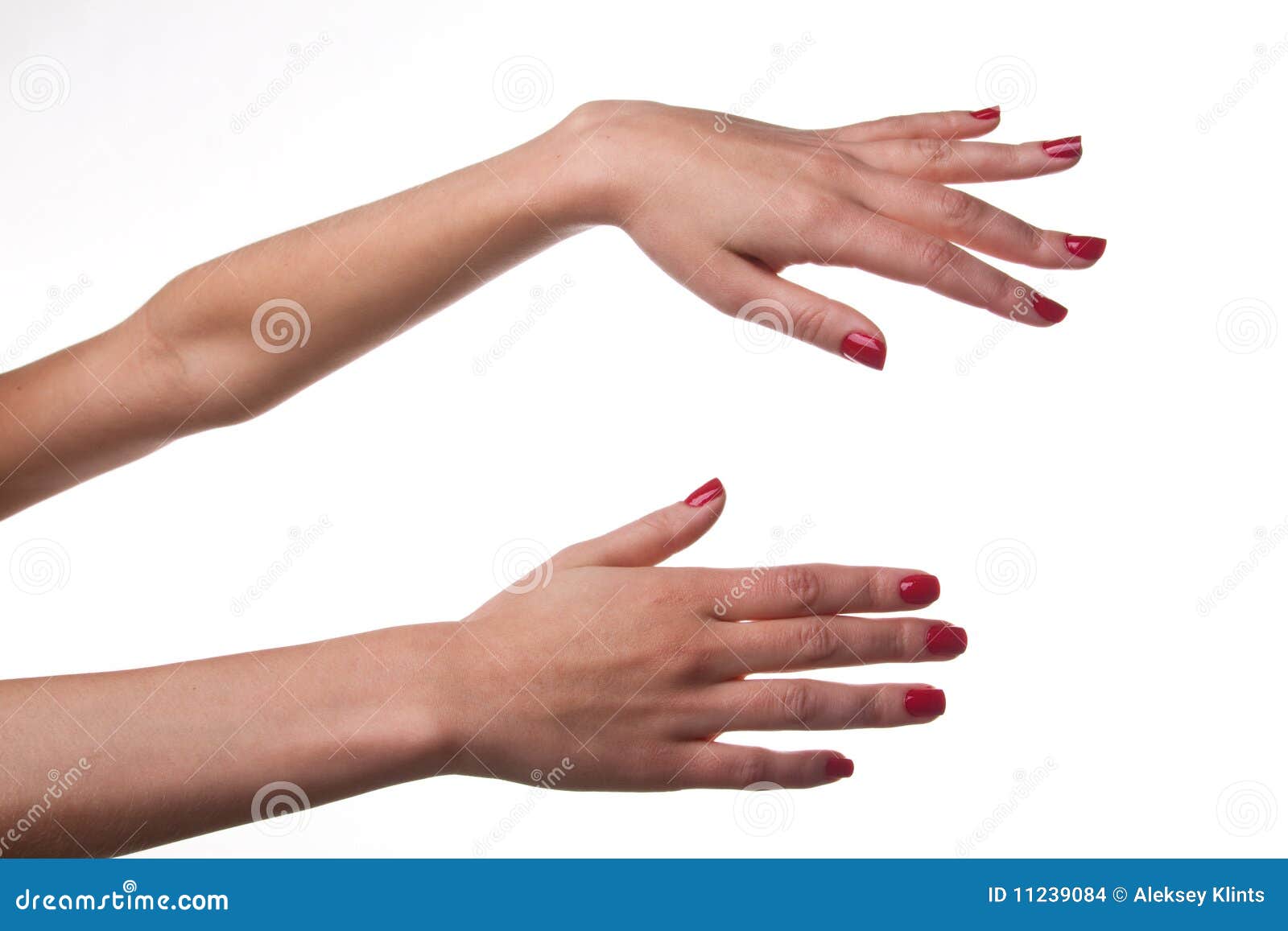 Woman hand stock photo. Image of thumb, wrist, isolated - 11239084