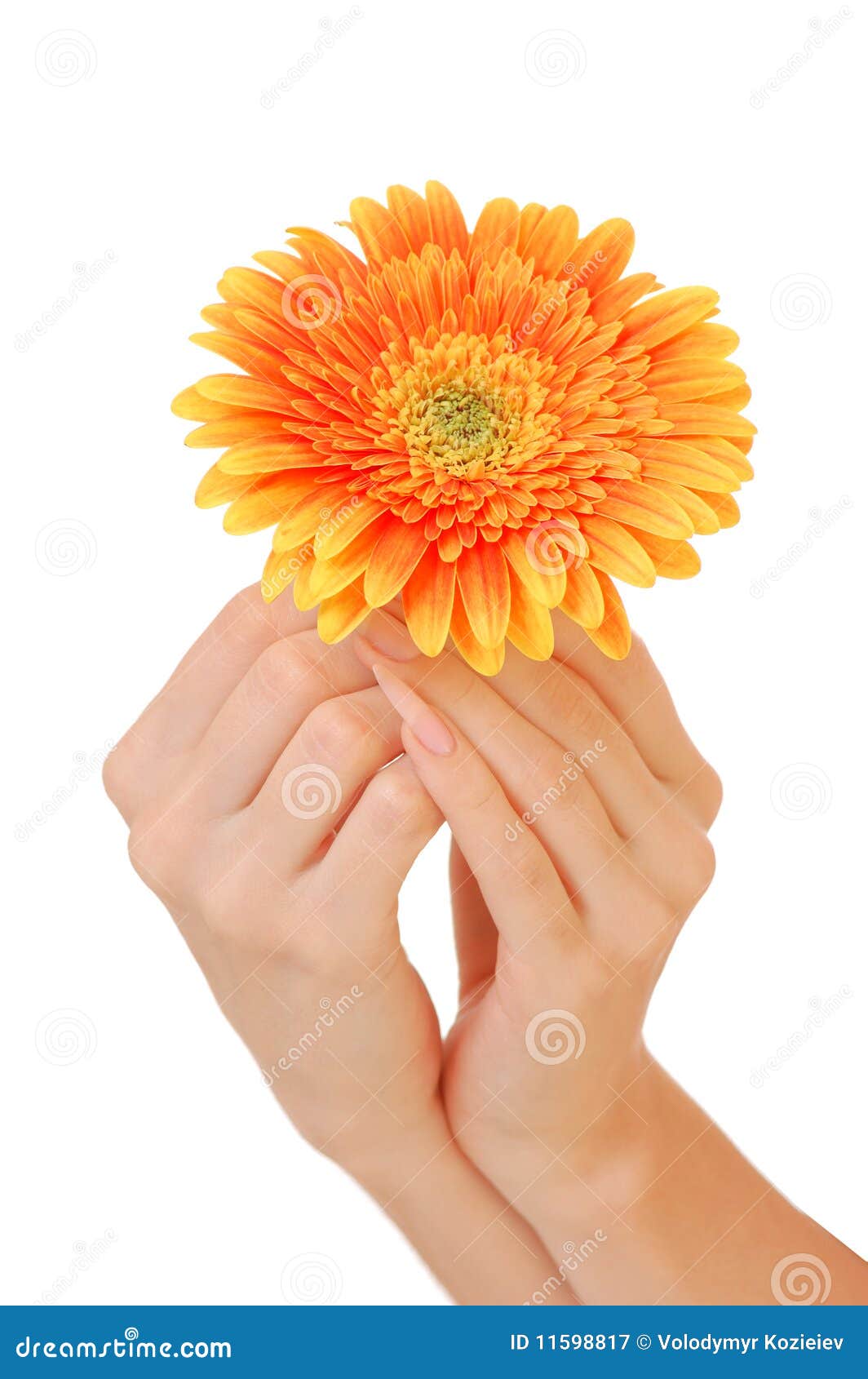 Woman Hand with Beautiful Flower Stock Image - Image of beauty, closeup ...