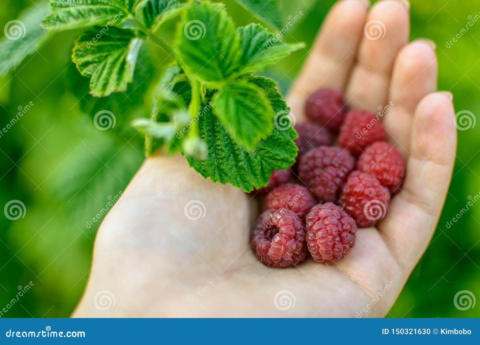 Woman Hand with Big Red Raspberries on Background Branches of Raspberry ...