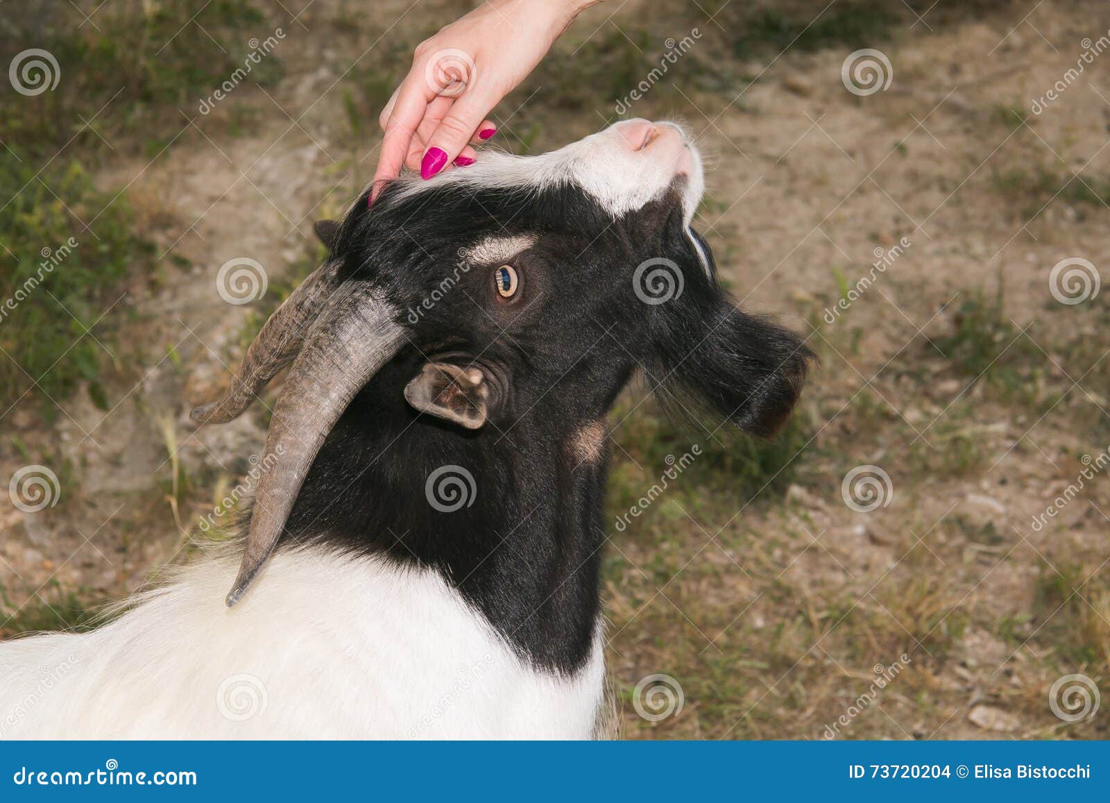 Woman Hand Caressing the Head of Goat Stock Photo - Image of wallpaper ...