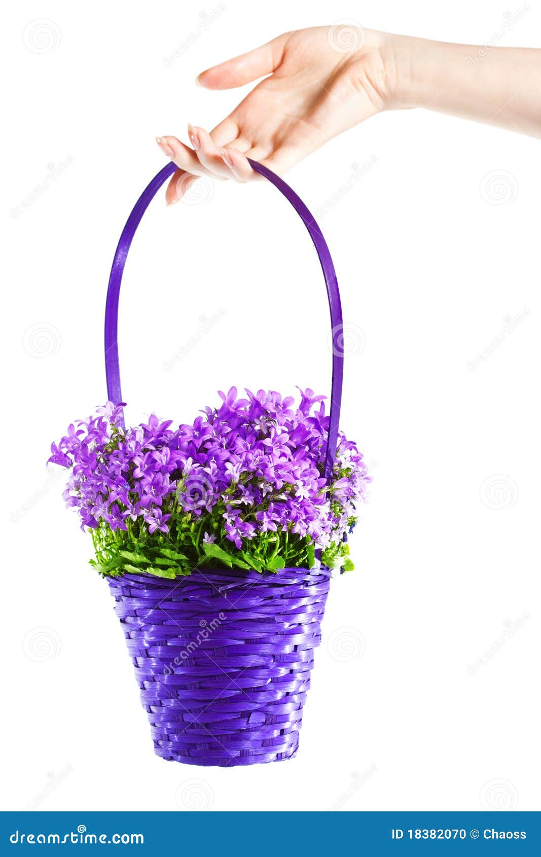 Woman hand holding basket stock photo. Image of plant - 18382070
