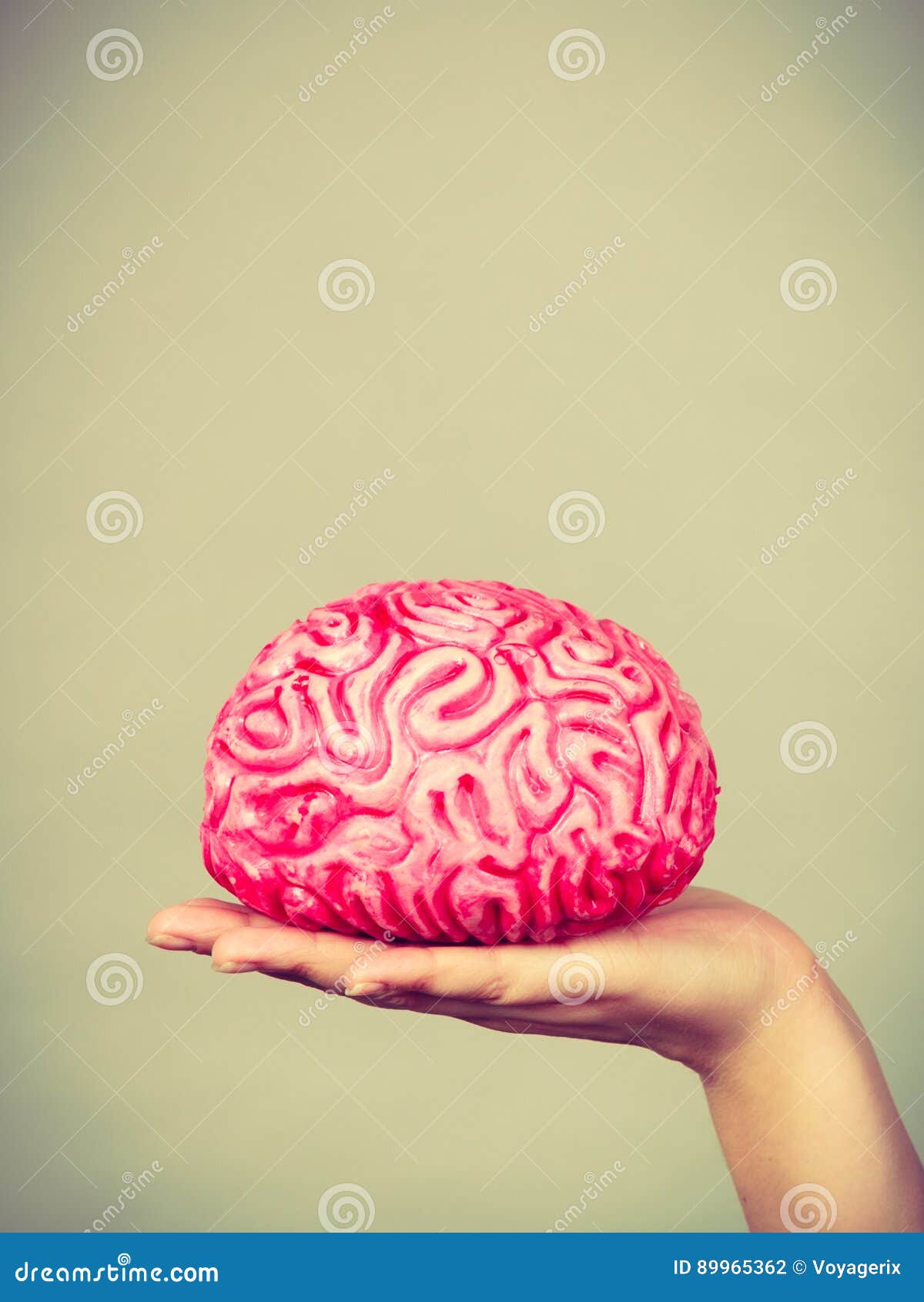 Woman hand holding brain stock photo. Image of thinking - 89965362