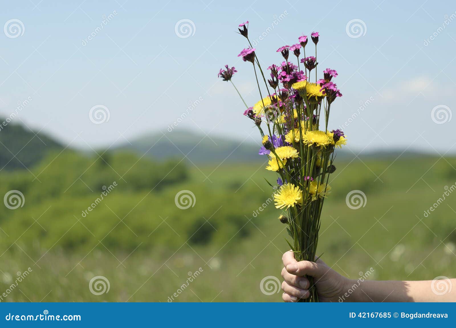 Woman Hand Holding Flowers in Nature Stock Image - Image of hold ...
