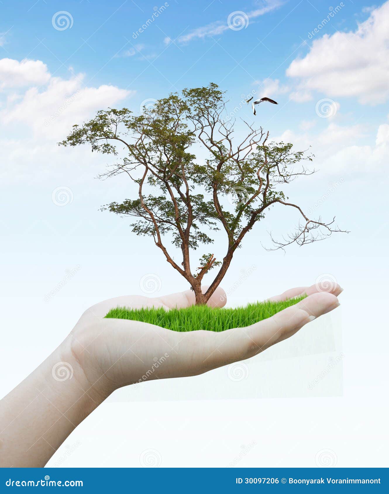 Woman hand holding nature stock photo. Image of landscape - 30097206