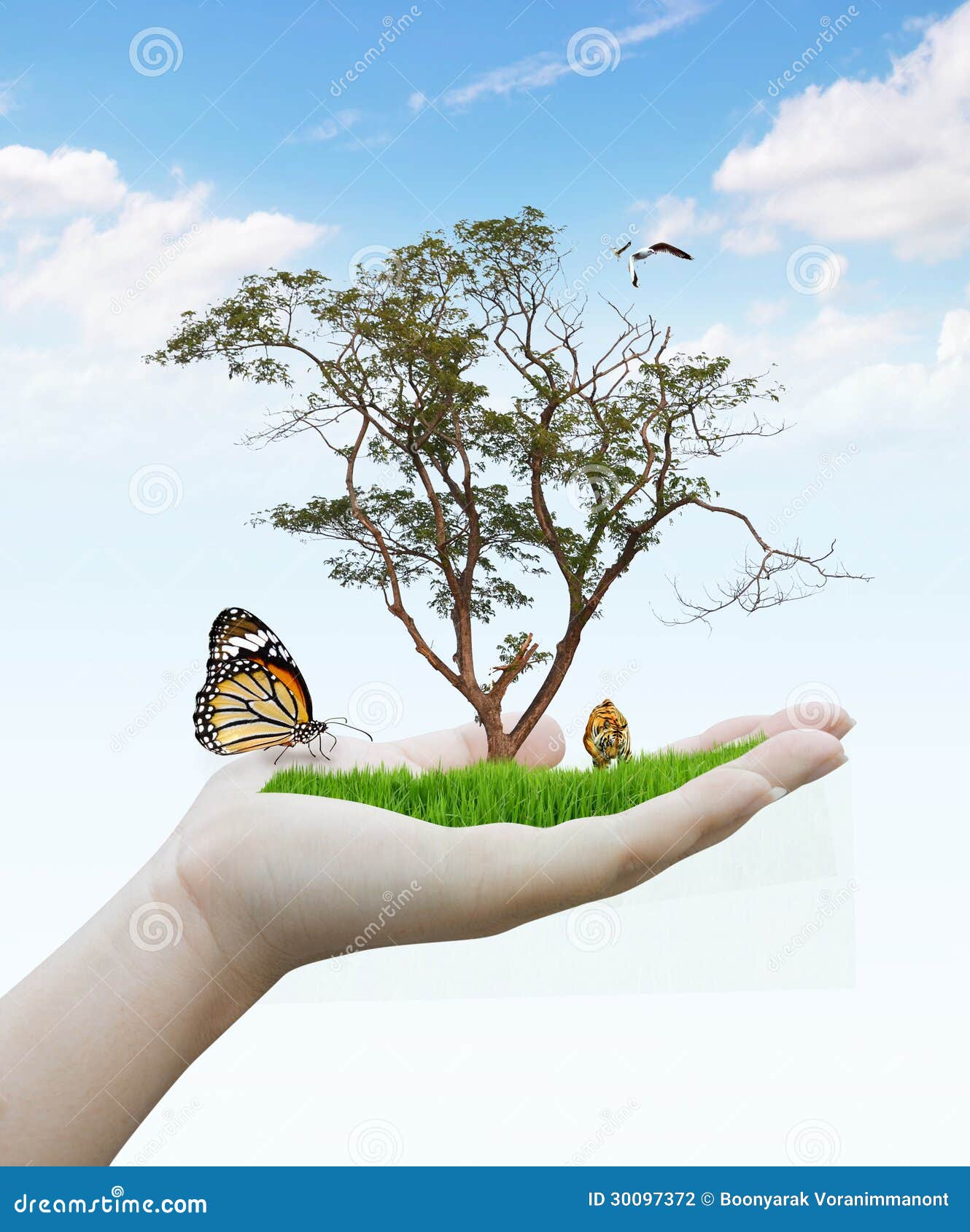 Woman hand holding nature stock photo. Image of tiger - 30097372