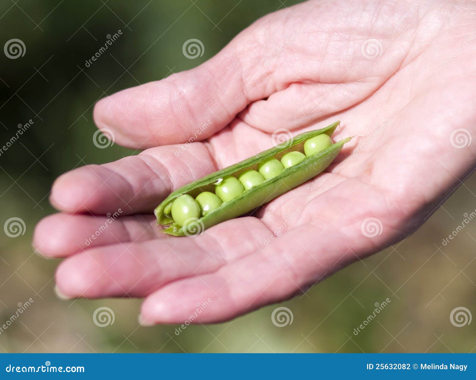 Woman Hand Holding peas stock photo. Image of healthy - 25632082