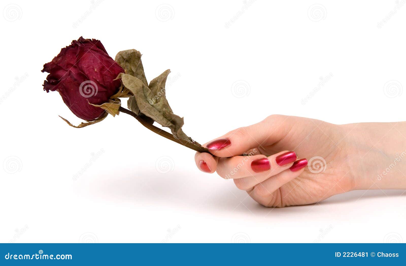 Woman hand holding rose stock image. Image of herbarium - 2226481