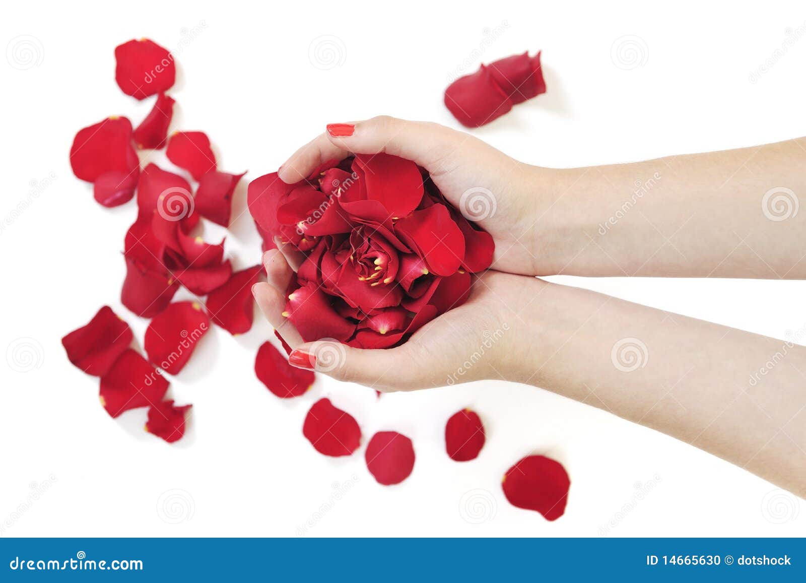 Woman Hand Holding Rose Petals Stock Photo - Image of beauty, care ...